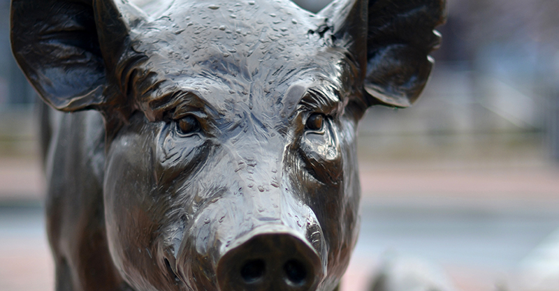 History Drover's Road - A River of Hogs