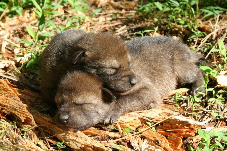 Red Wolf Conservation - The Laurel of Asheville