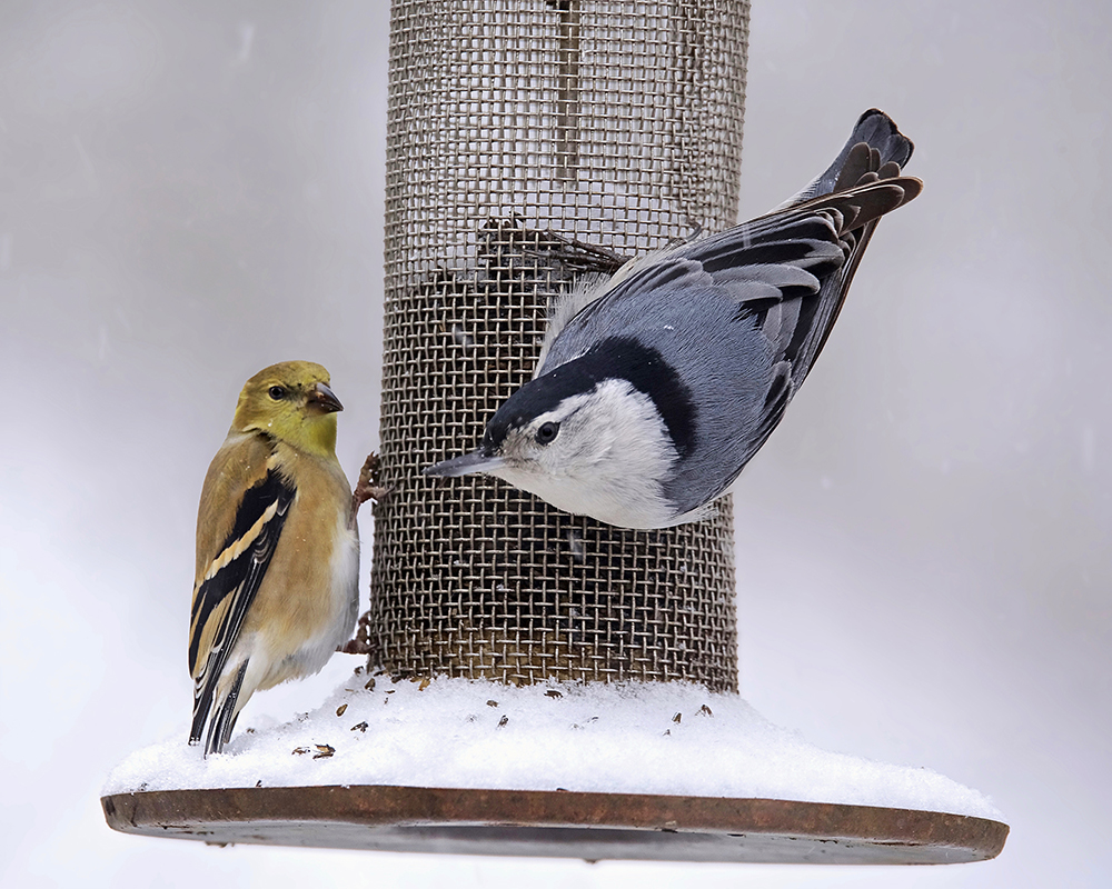 The Philosophy of Feeding Birds - The Laurel of Asheville