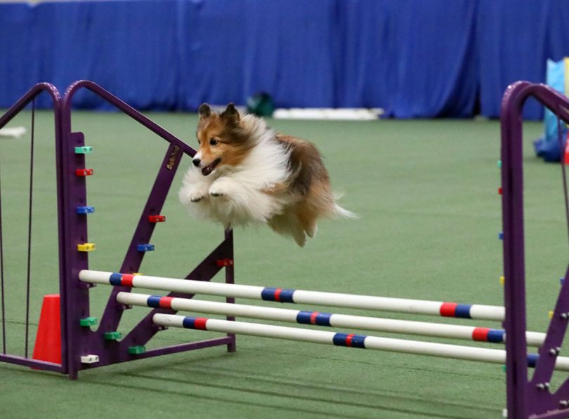Dog Agility Trials The Laurel Of Asheville dog-agility-trials-the-laurel-of-asheville