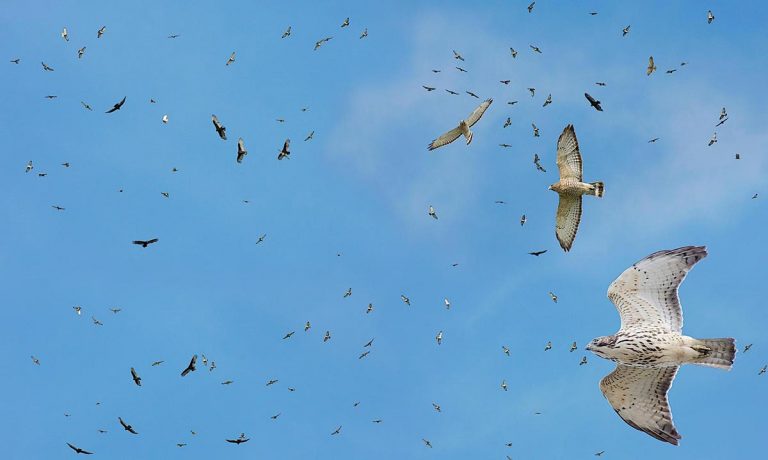Hawk Migration: A Fall Phenomenon - The Laurel of Asheville