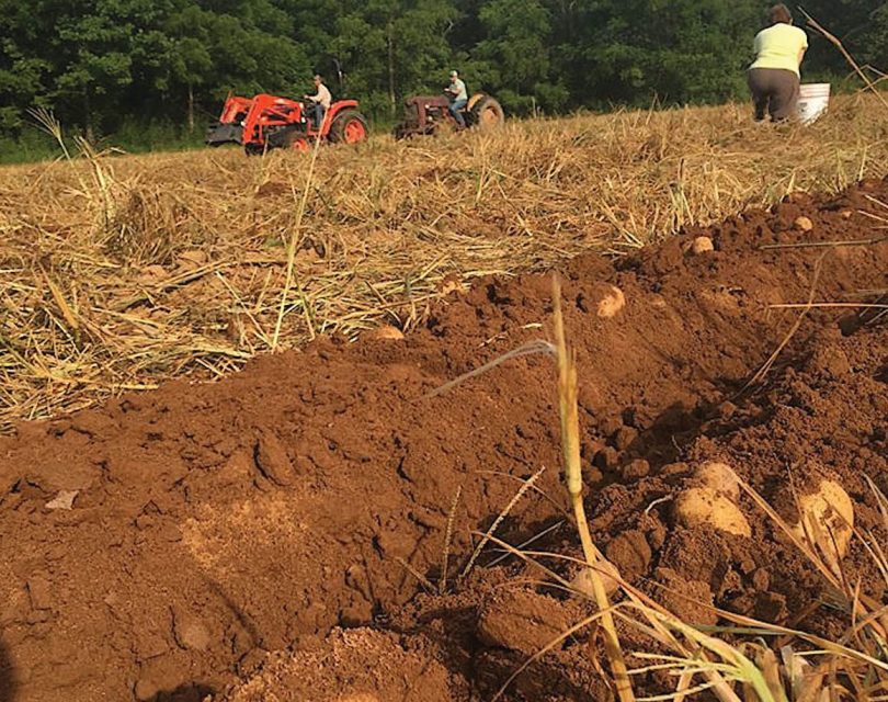 The Potato Project - The Laurel of Asheville