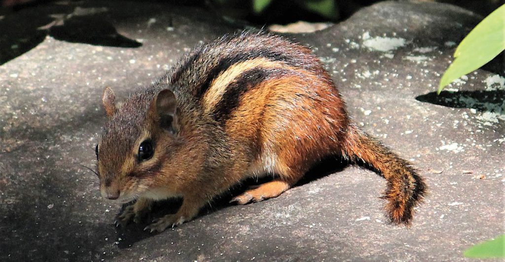 The Wild Truth: Chipmunks are Complex Animals That Deserve Our ...