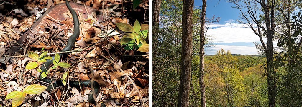 Conservation: Newly Acquired Property Connects DuPont & Vast ...