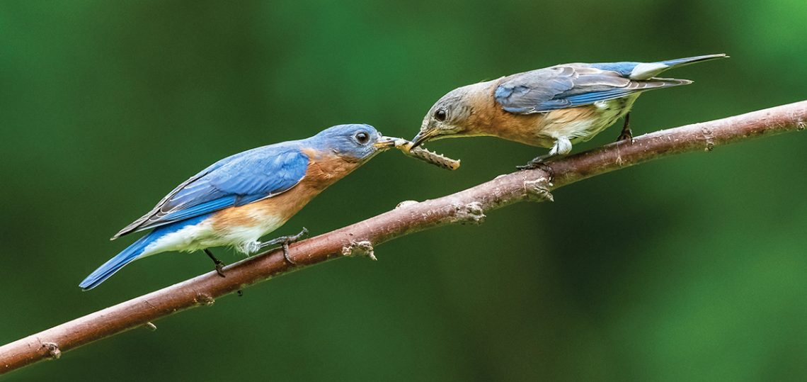 Sustainability: Mating For Life - The Laurel of Asheville