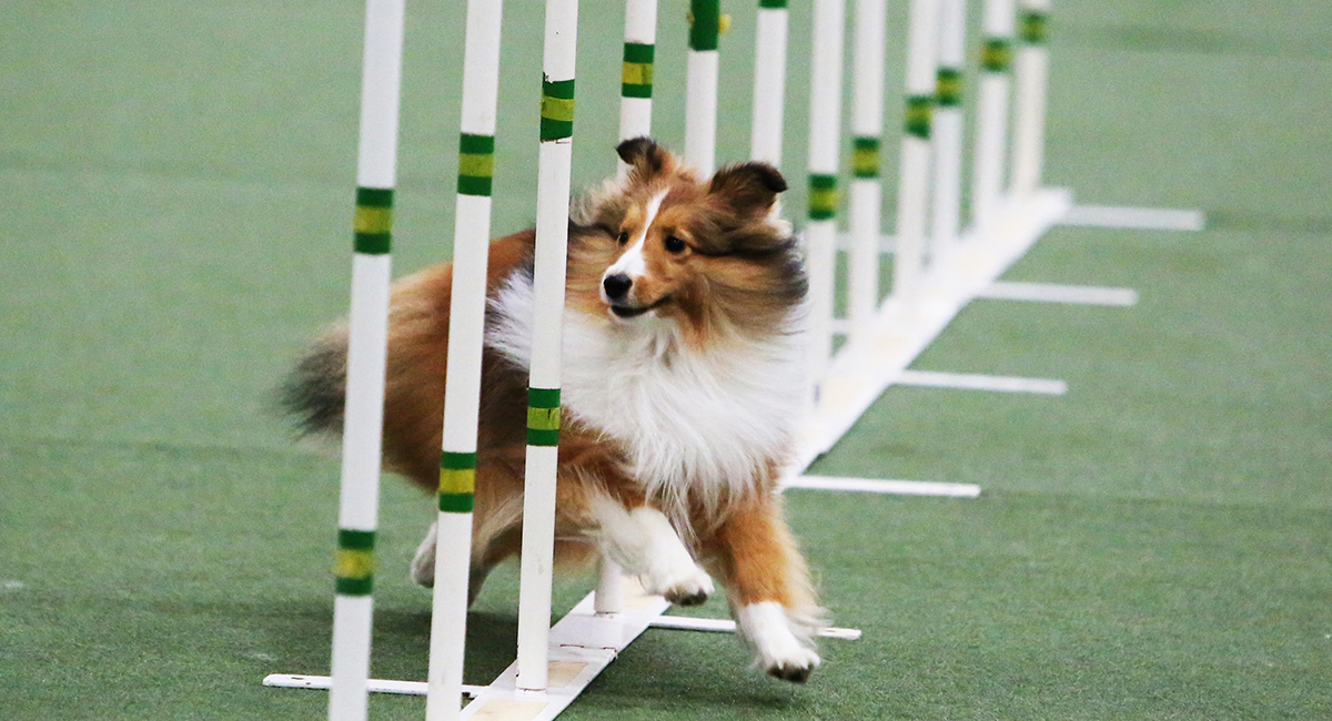 AKC Agility Trial Set For Memorial Day Weekend The Laurel Of Asheville AKC Agility Trial Set For Memorial Day Weekend The Laurel Of Asheville
