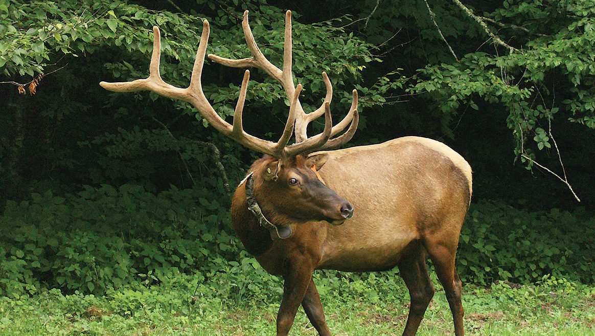 Digital Heritage Moment: Appalachian Elk - The Laurel of Asheville