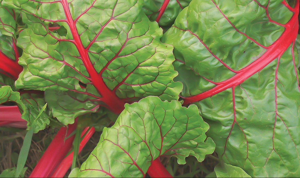 The Observant Gardener: The Beauty of Vegetables - The Laurel of Asheville