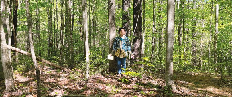 Sustainability: Forest Bathing ~ A Gift From Nature - The Laurel of ...