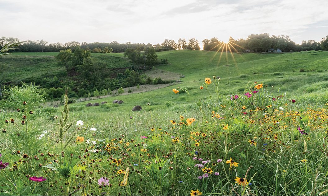 Conservation: A Preservation Vacation with SAHC - The Laurel of Asheville