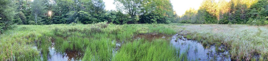 Conservation: The Importance of the Southern Appalachian Bog - The ...