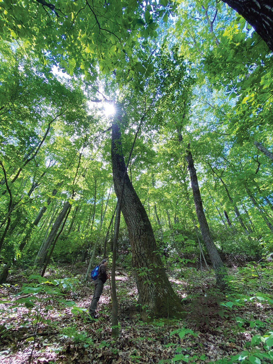 Conservation: Undiscovered Country - The Laurel of Asheville