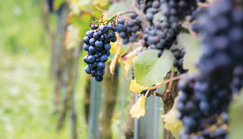 The Grapevine: The Perfect Wine for September - The Laurel of Asheville