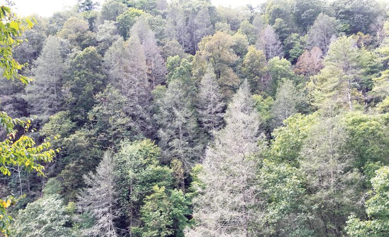 Conservation: Hemlock Restoration Inititative - The Laurel of Asheville