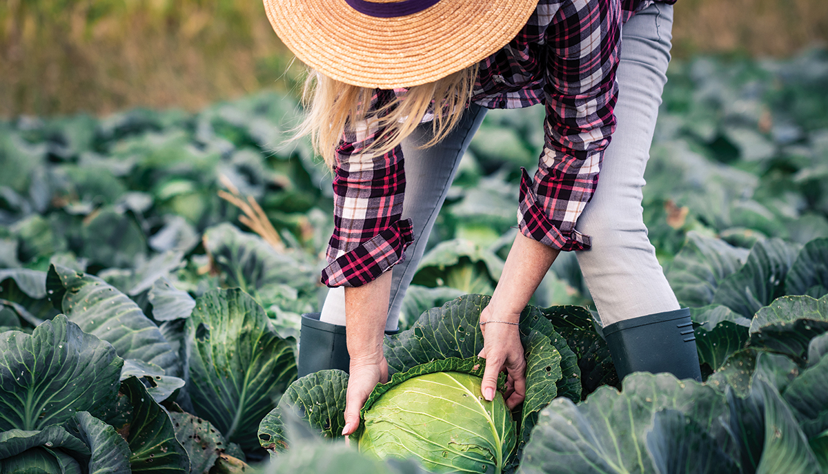 Local Food Hub Gets Large USDA Grant to Support Area Farmers - The ...