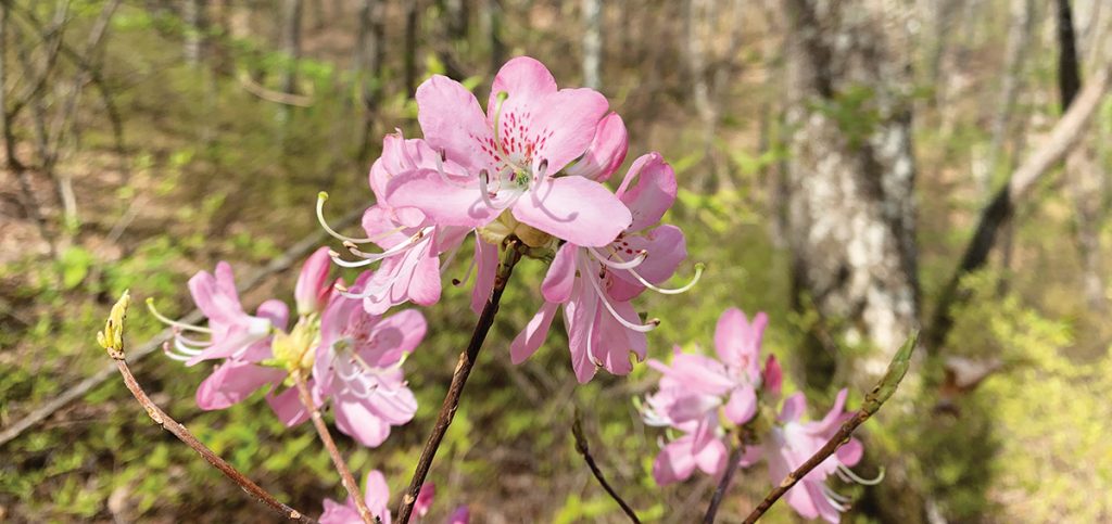Conservation: Privately Donated Land Protects Brevard Watershed - The ...