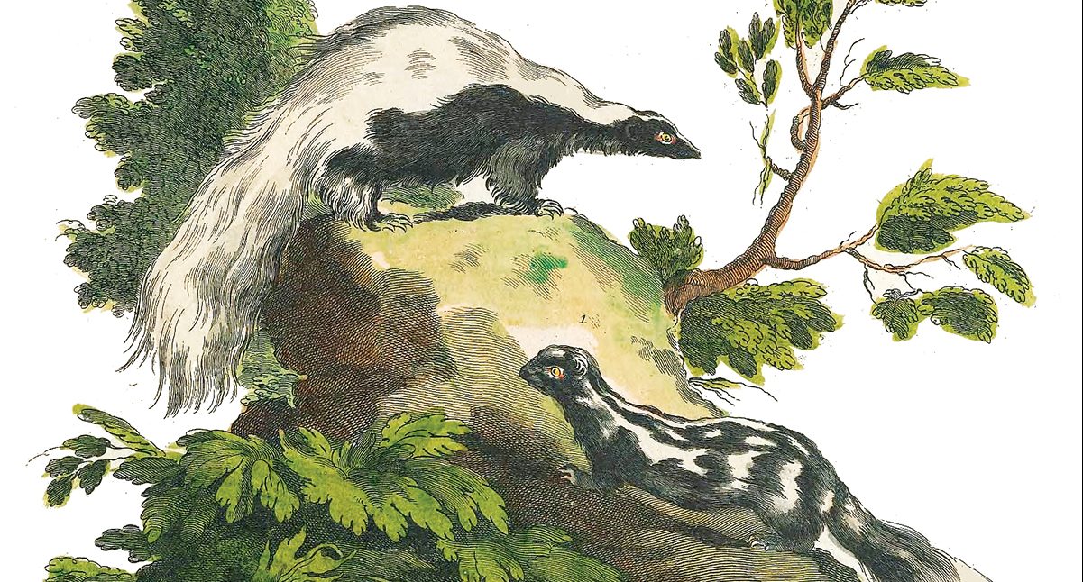 Sustainability: Give Skunks the Respect They Deserve - The Laurel of ...