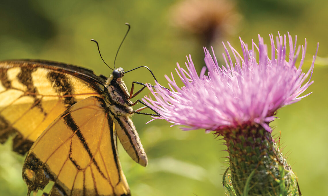 Conservation: A Conservation Partnership Success - The Laurel of Asheville