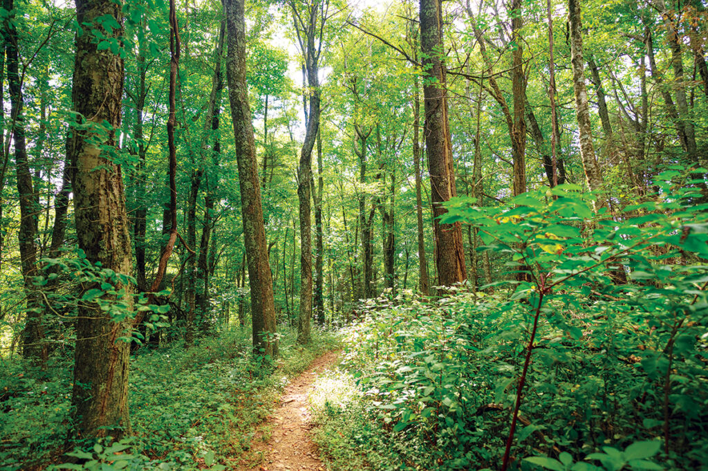 Conservation: A Conservation Partnership Success - The Laurel of Asheville