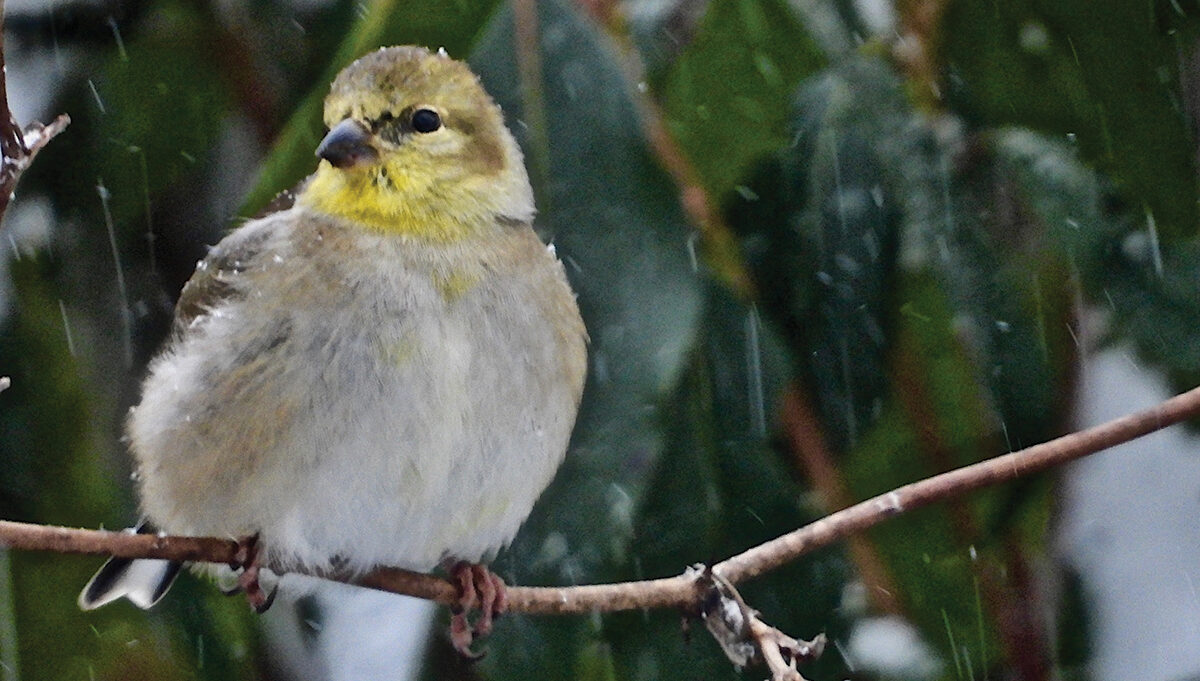 Bird Is the Word at the NC Arboretum - The Laurel of Asheville