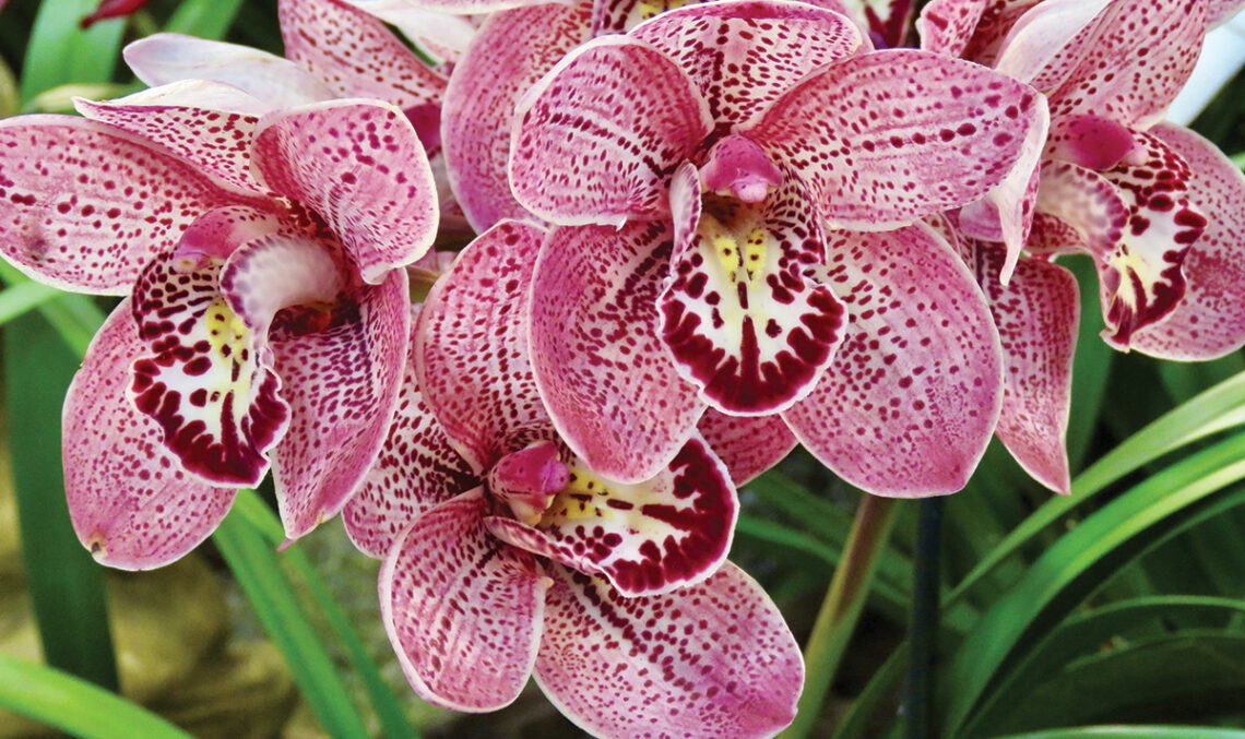 22nd Annual Asheville Orchid Festival is at NC Arboretum April 1–2 ...
