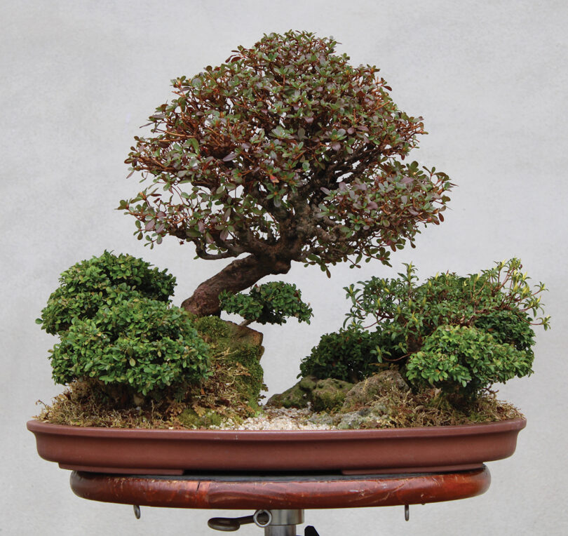 Blue Spiral 1 and The North Carolina Arboretum Present Bonsai as Fine ...