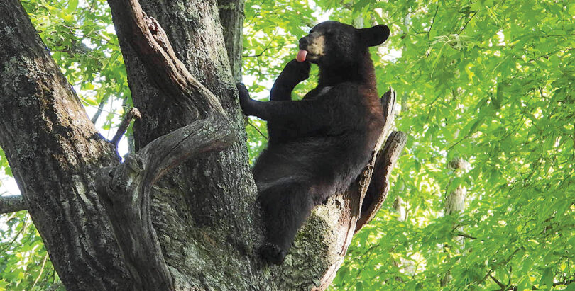 Take a Biodiversity Snapshot with the City Nature Challenge - The Laurel of Asheville