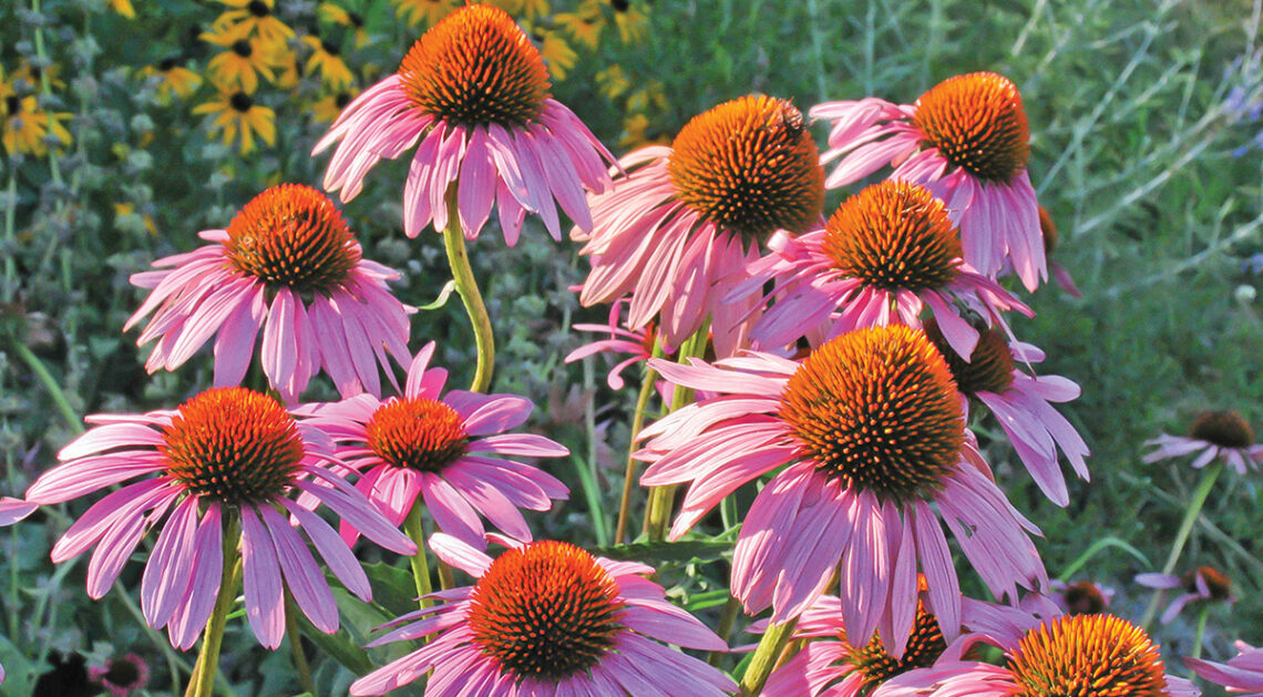 The Observant Gardener: Choose Native Plants for Your Garden - The ...