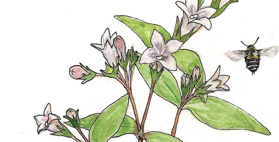 In Bloom: Woodland Bluet - The Laurel of Asheville
