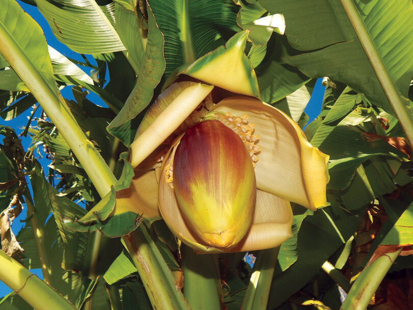 Tour Historic Montford Gardens June 3 - The Laurel of Asheville
