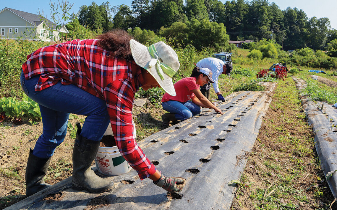 Conservation: Las Flores Community Garden - The Laurel of Asheville