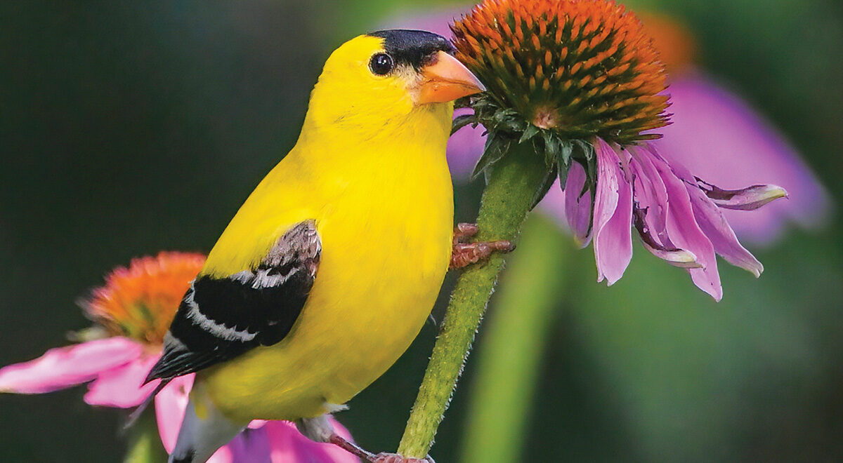 The Wild Truth: Create a Welcoming Haven for Birds - The Laurel of ...