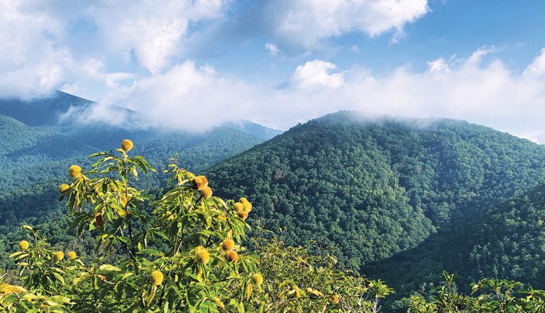 The American Chestnut Foundation: Restoring a Foundational Eastern Tree ...