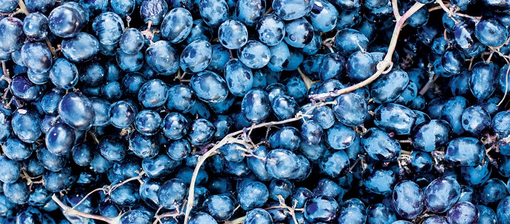 The Grapevine: Learn About the Tannat Grape - The Laurel of Asheville