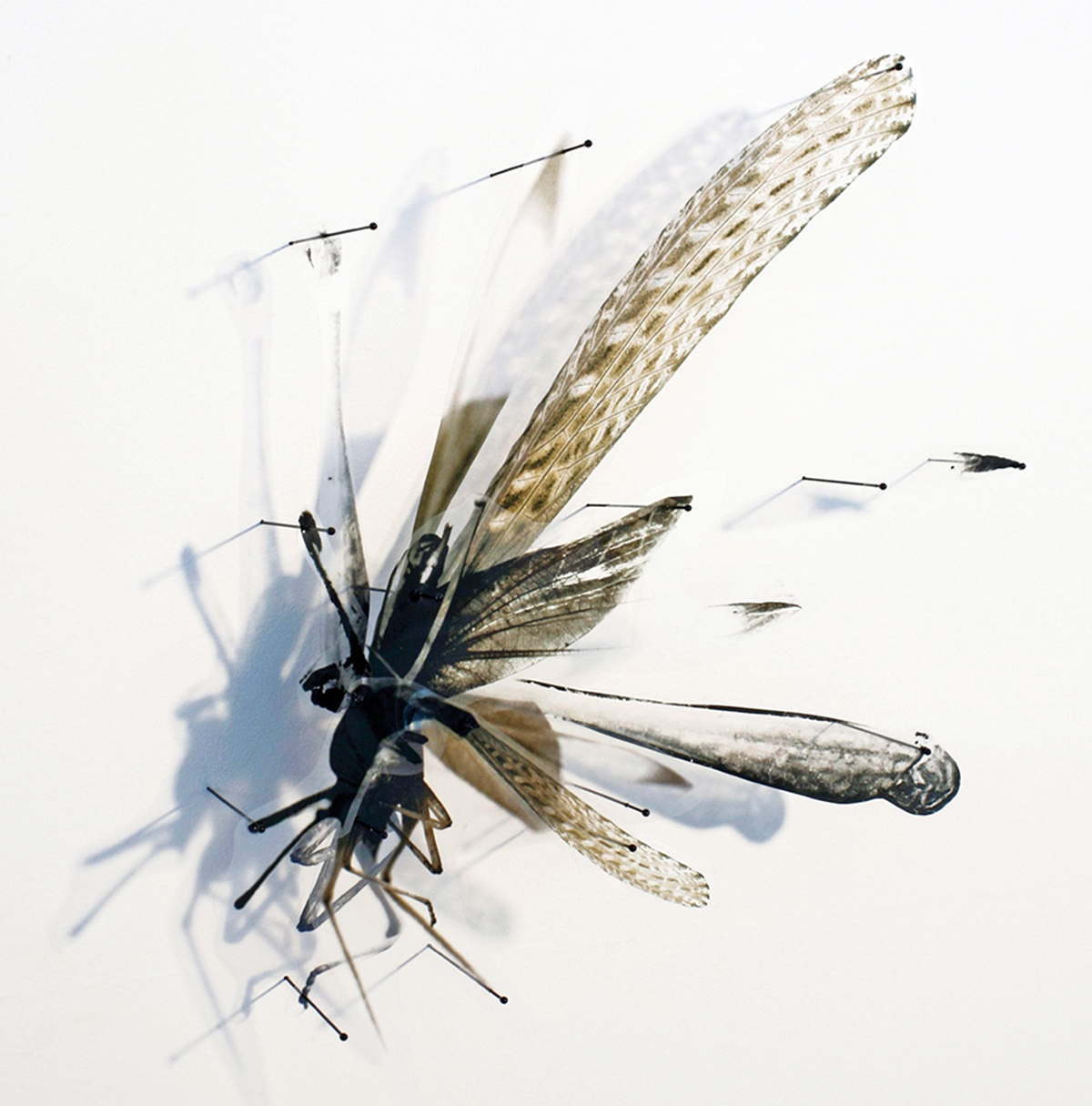 Exhibit at NC Arboretum Explores Biomimicry - The Laurel of Asheville