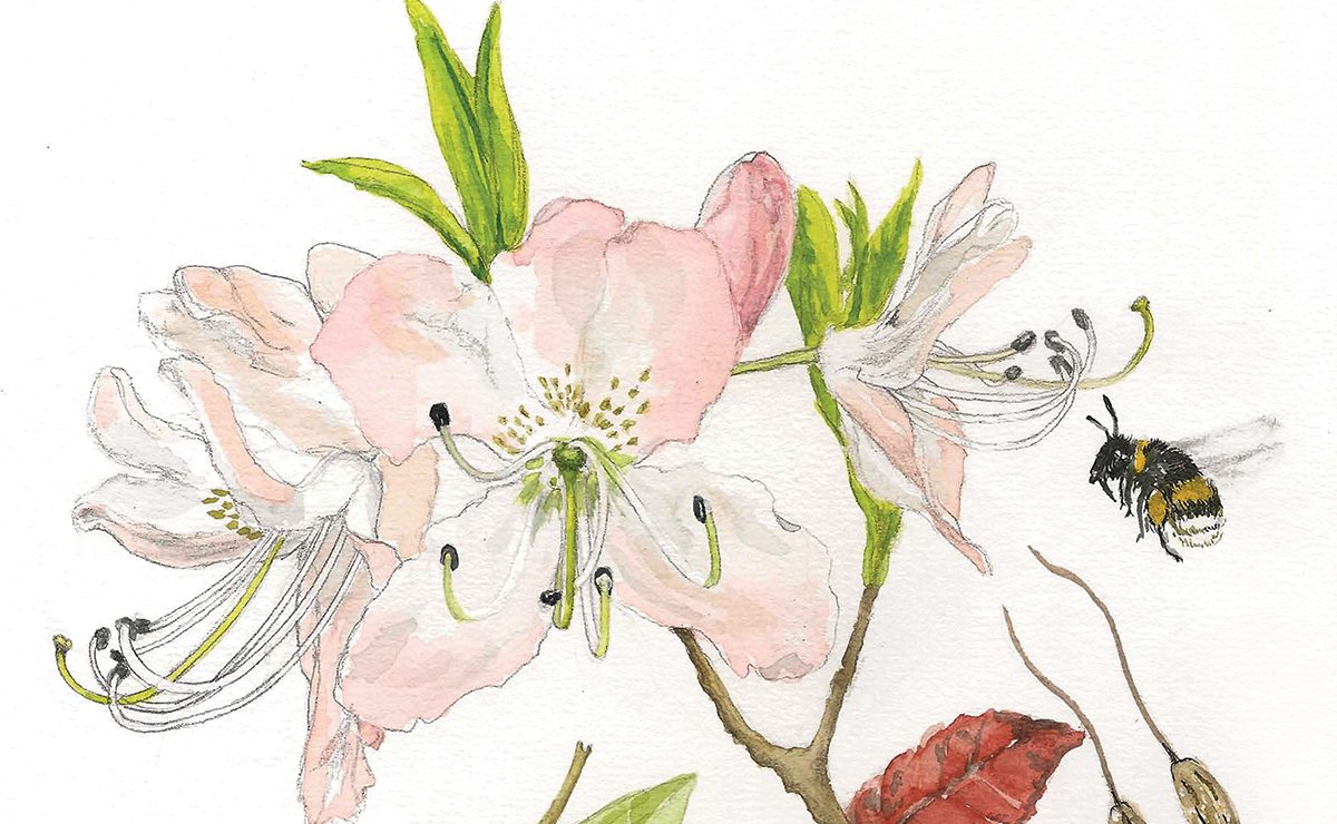 In Bloom: Pink-shell Azalea - The Laurel of Asheville