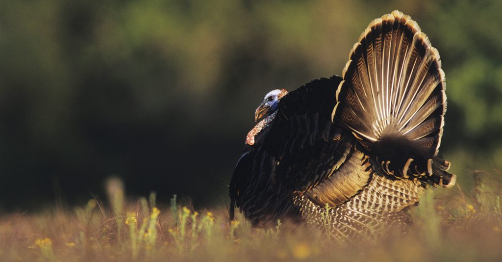 Get Ready for Spring Turkey Hunting - The Laurel of Asheville
