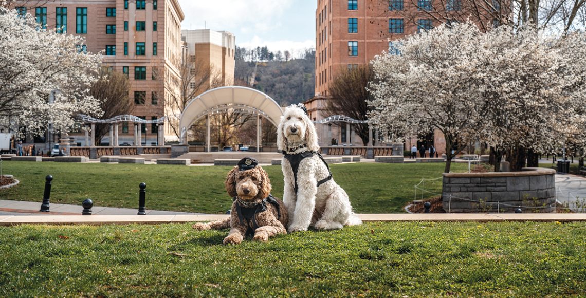 Meet Officers Hope and Kora, the Asheville Police Department’s Therapy ...