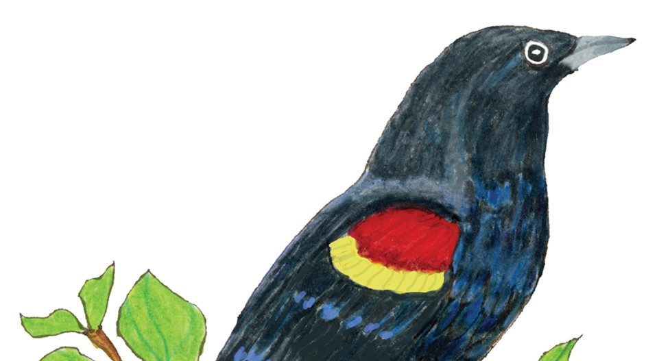 A Bird's Note: Red-winged Blackbird - The Laurel of Asheville