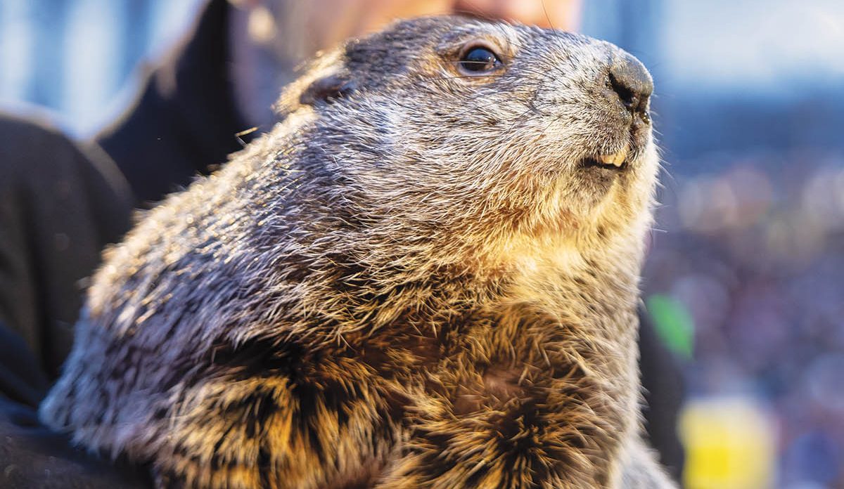 The Wild Truth: The Groundhog ~ Celebrity for a Day - The Laurel of ...