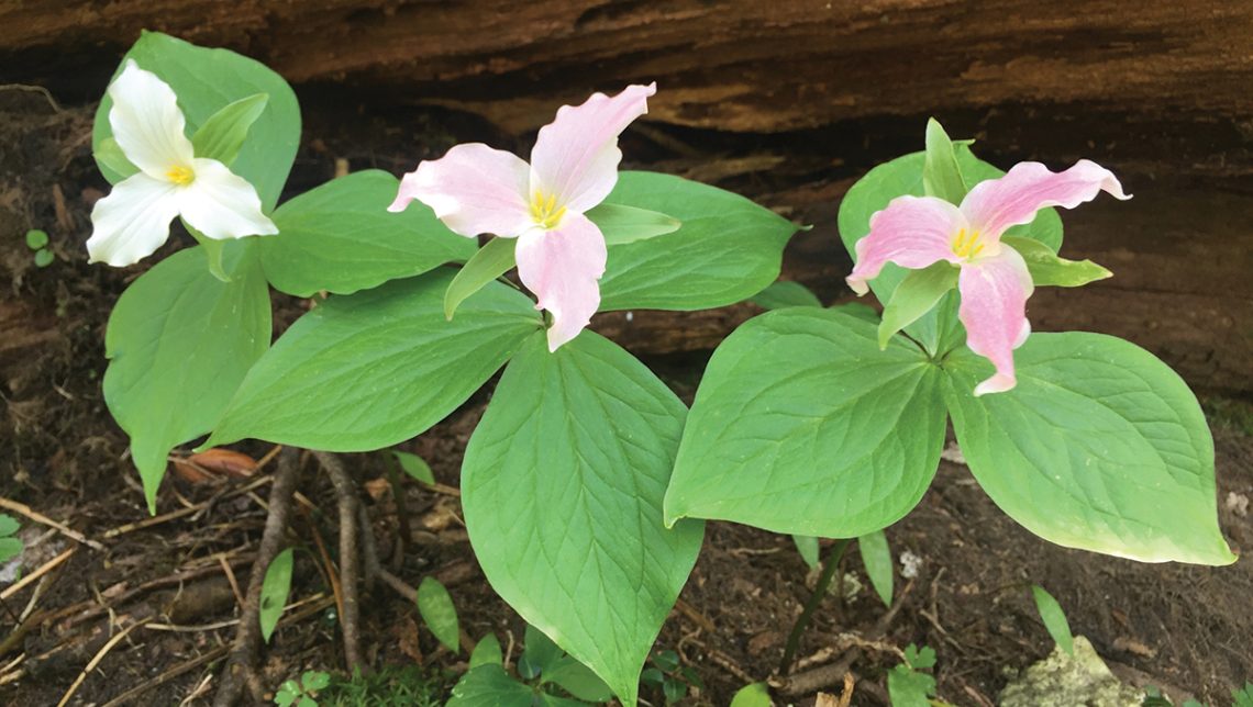 Trillium Tales: The Story of an Iconic Ephemeral - The Laurel of Asheville