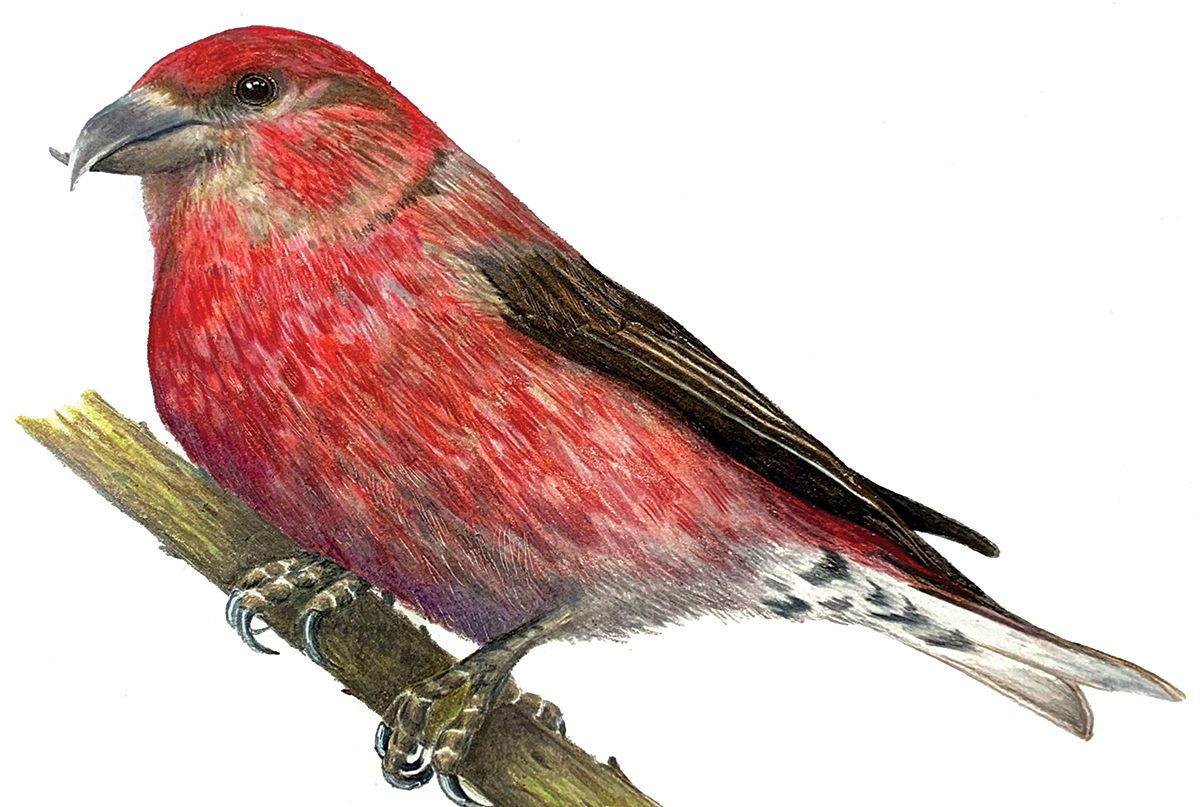 A Bird's Note: Red Crossbill - The Laurel of Asheville