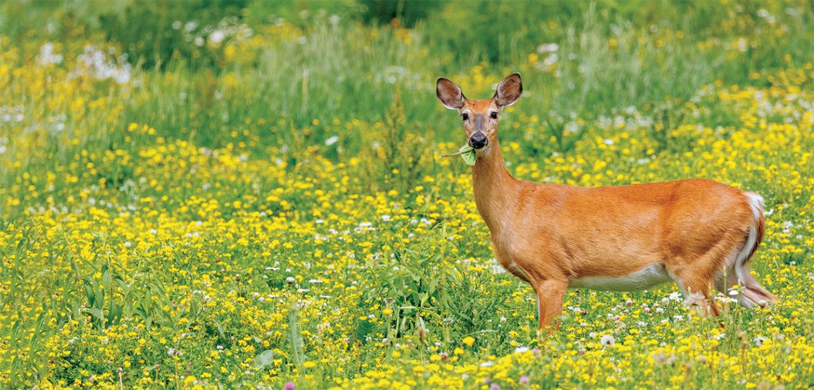 The Wild Truth: White-tailed Deer: North Carolina’s Iconic Species ...