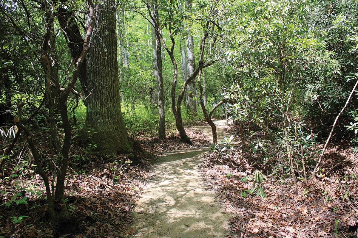 Outdoors: Old Lanning Ridge Trail Links Two Major Pisgah Trail Systems ...