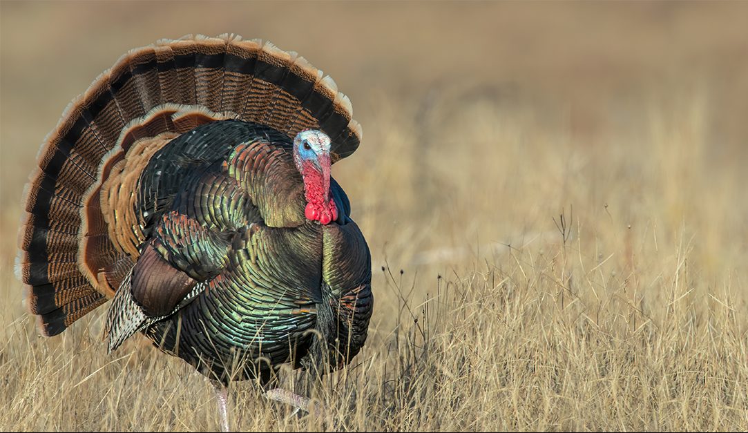 The Wild Truth: Wild Turkeys ~ A Conservation Success Story - The ...