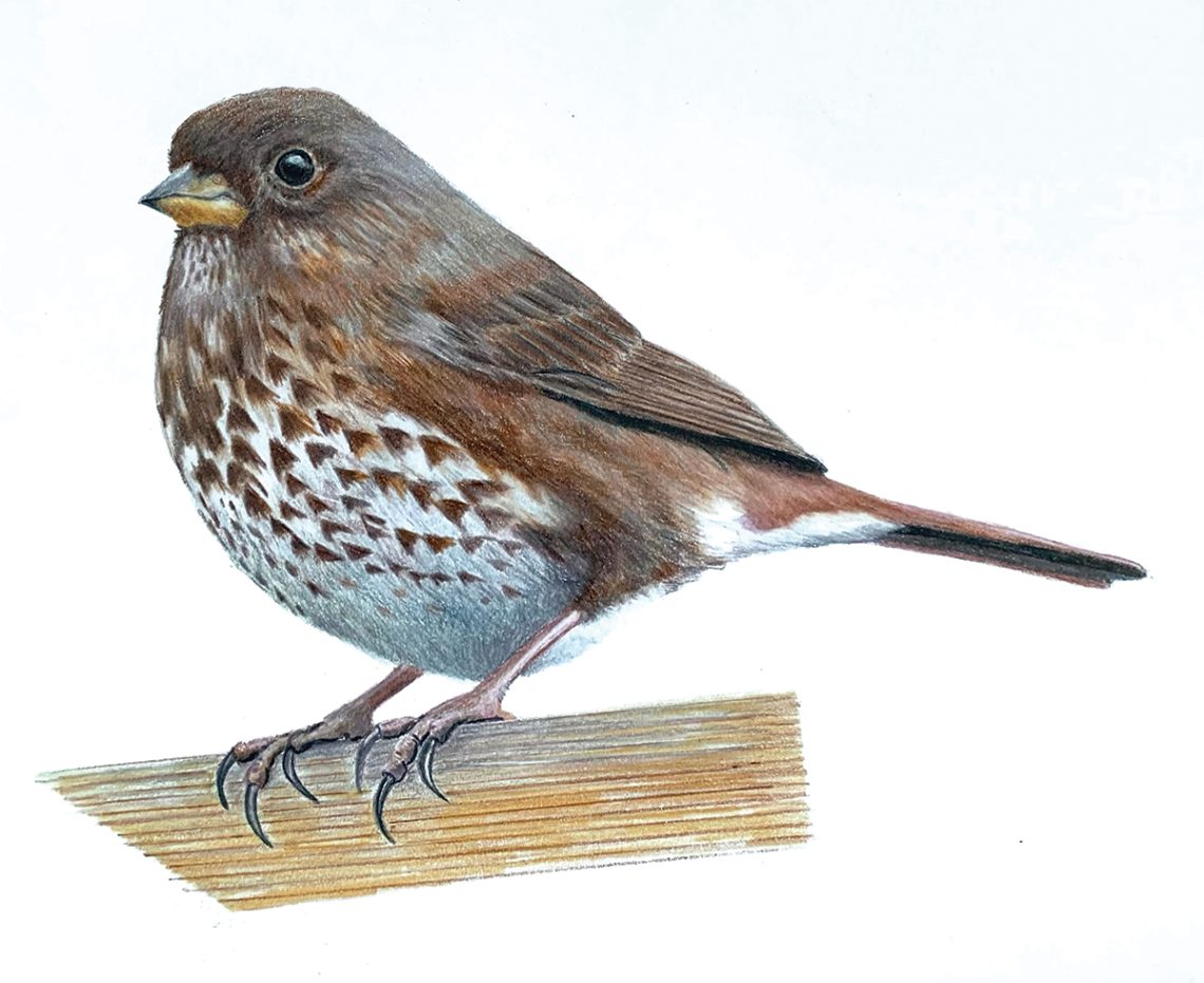 A Bird's Note: Fox Sparrow - The Laurel of Asheville