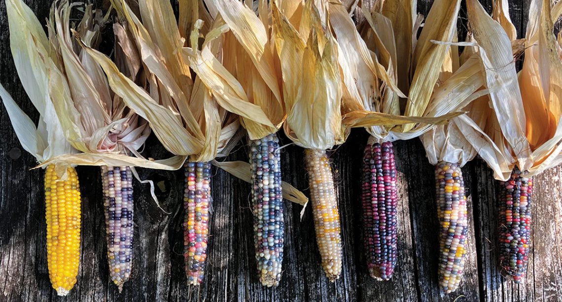 The Farmer's Table: Heirloom Corn ~ An Appalachian Winter Staple - The ...