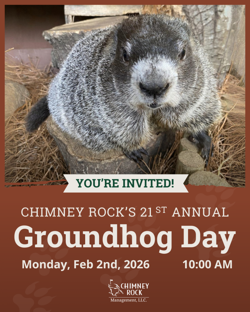 21st Annual Groundhog Day Celebration - The Laurel of Asheville
